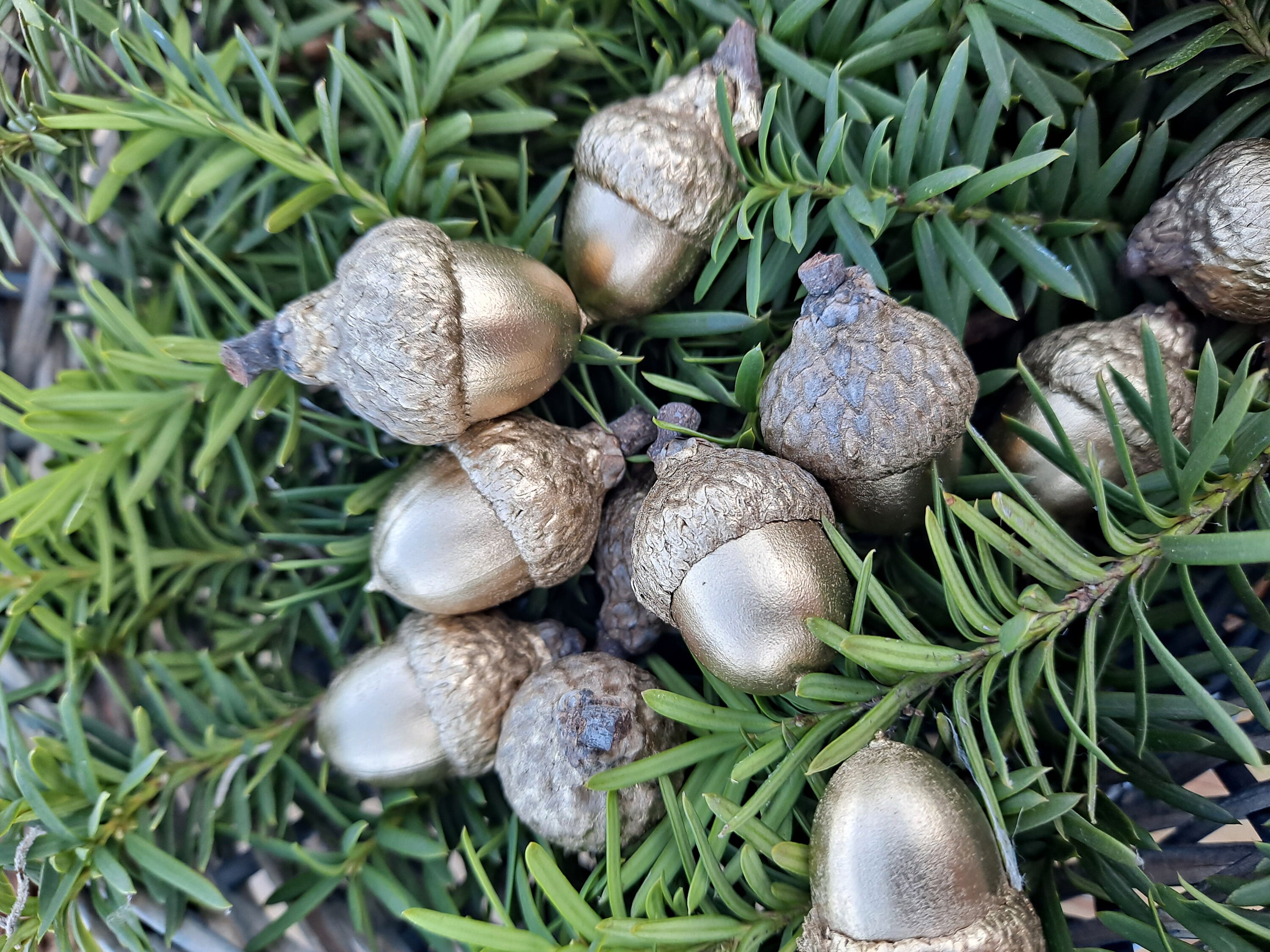 Golden Acorns! 10x Real Acorns (and Caps) Dressed up With Metallic Gold ...