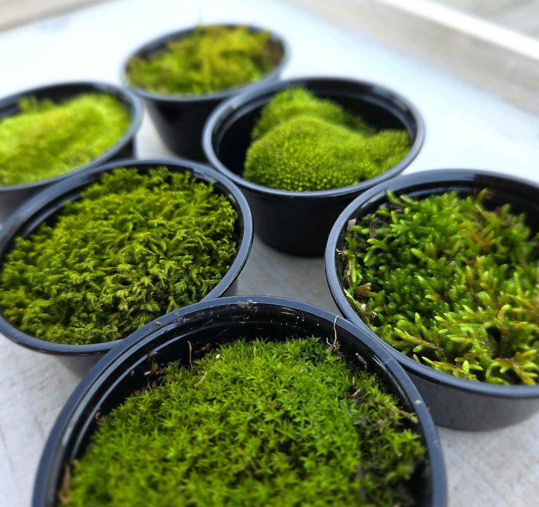 Live Moss Sampler: Natural Variety Pack of Mixed Mosses for Terrariums ...