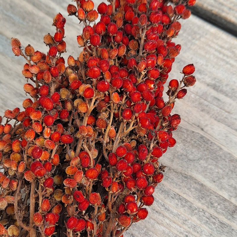 Red Berry Stems - Etsy