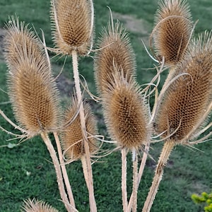 10x Dried Teasel Stems, Natural Thistle, (aka: Teazle, Teazel) - Etsy