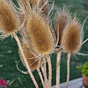 10x Dried Teasel Stems, Natural Thistle, (aka: Teazle, Teazel) - Etsy