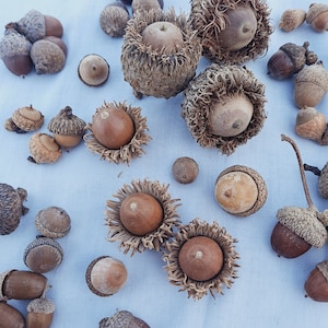 Acorn Mix! 20 Natural Acorns (with Caps) From Several Species of Oak ...