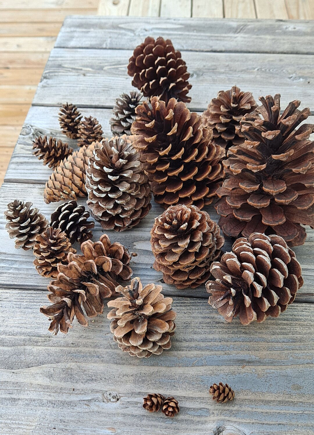 Pinecone Mix 20 Pieces an Assortment of Cones From Various Conifers - Etsy