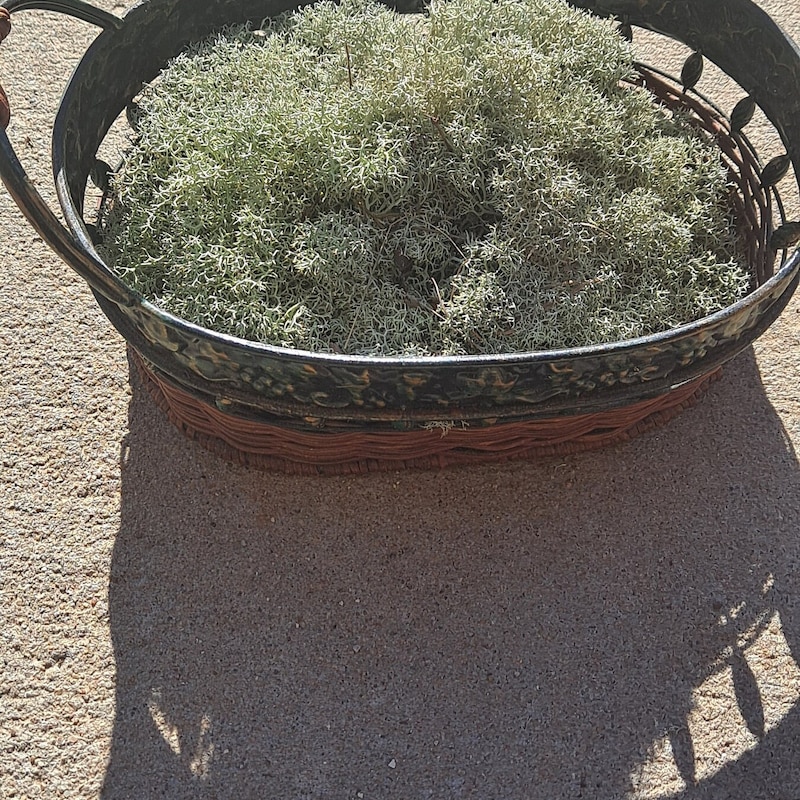 Reindeer Moss - Etsy
