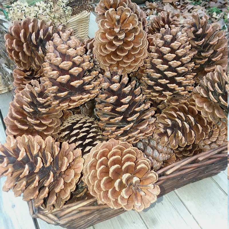 Extra Large Pine Cones - Etsy
