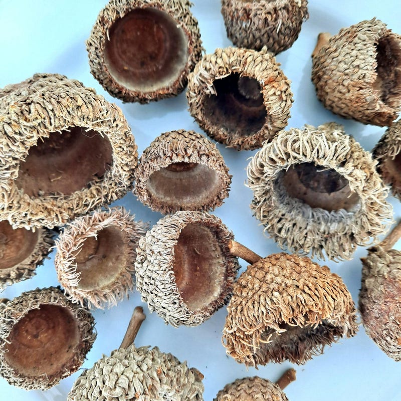 Bur Oak Acorn Tops - Etsy