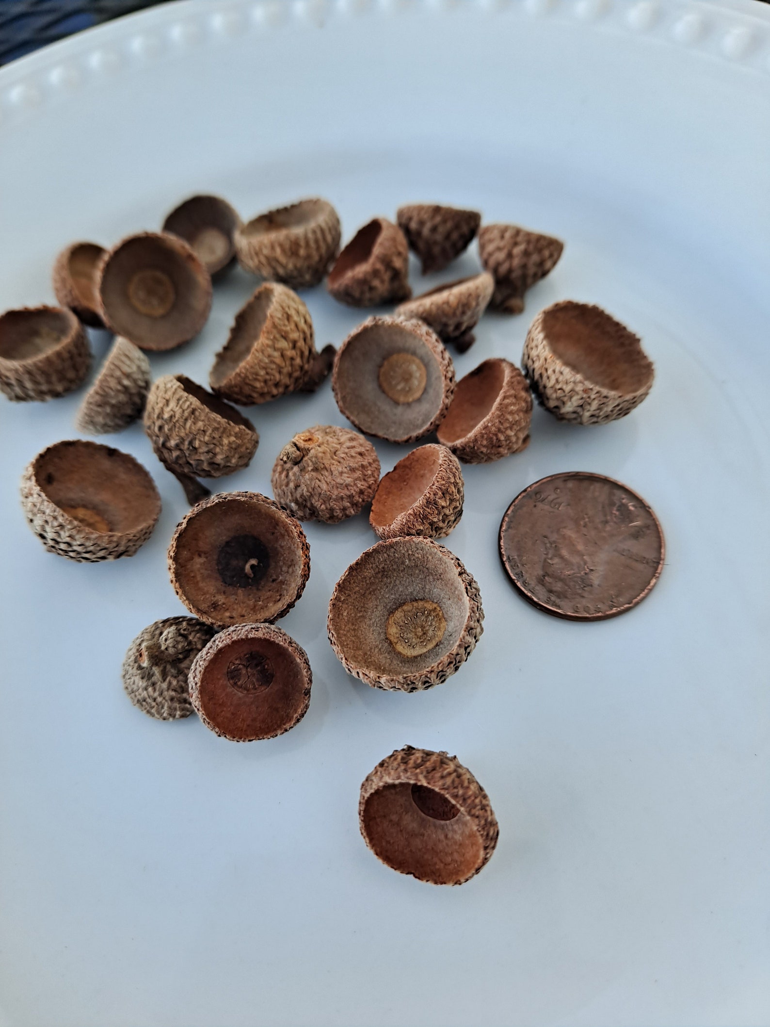 Tiny Acorn Caps! Very Small, Real Post Oak Acorn Tops - Over 20 Pieces ...