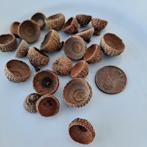 Tiny Acorn Caps! Very Small, Real Post Oak Acorn Tops! Over 20 Pieces ...