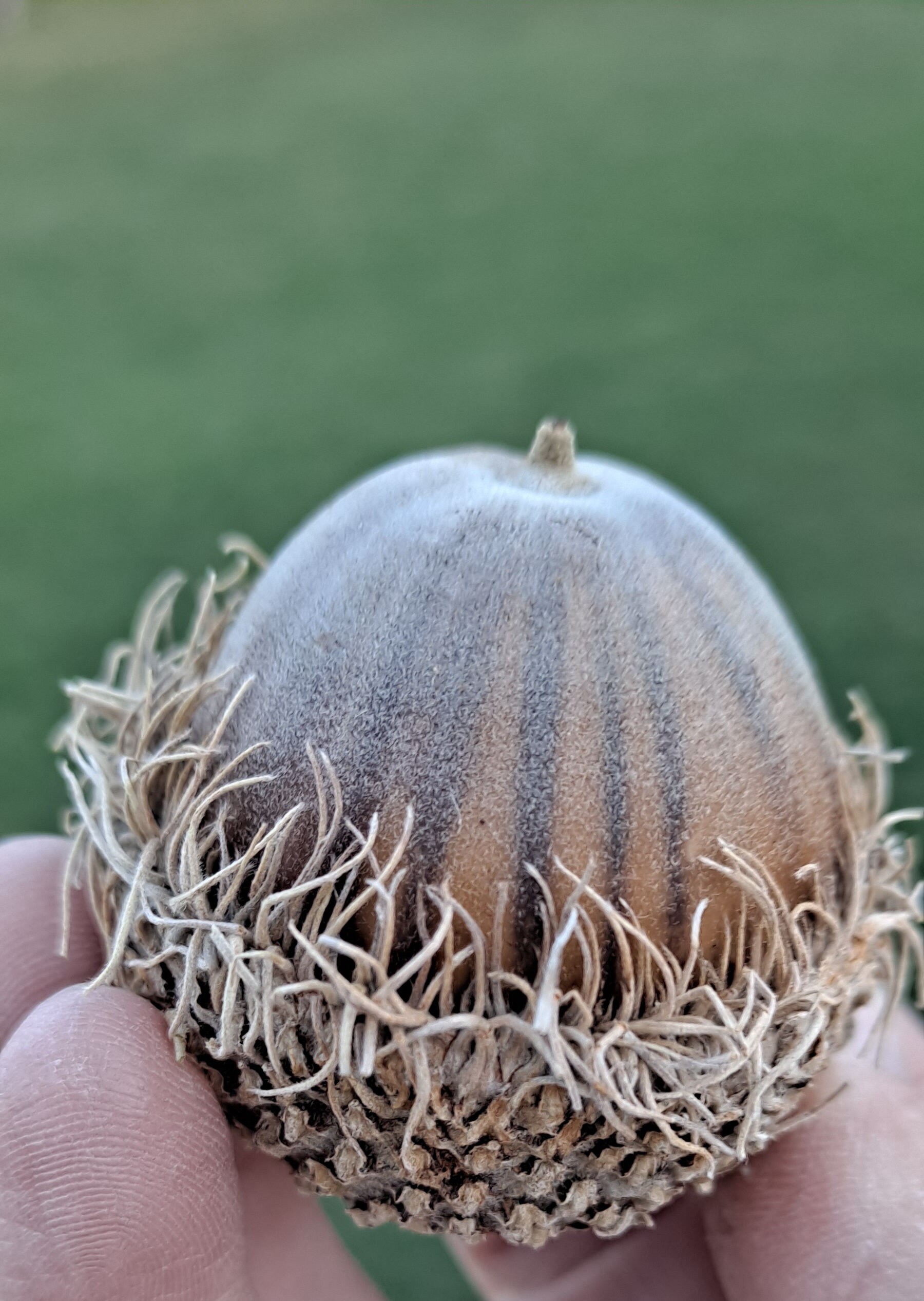 5x Natural Bur Oak Acorns quercus Macrocarpa - Etsy