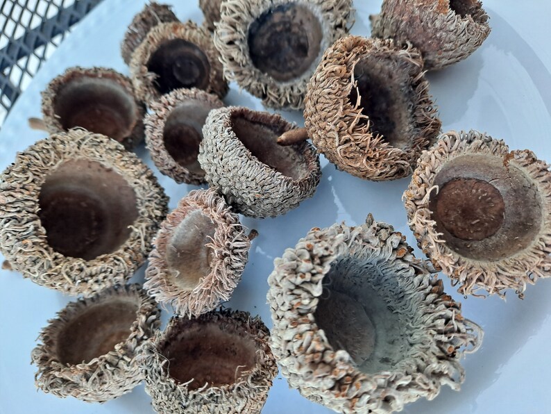 Large Bur Oak Acorn Caps - 10 Pieces - Etsy