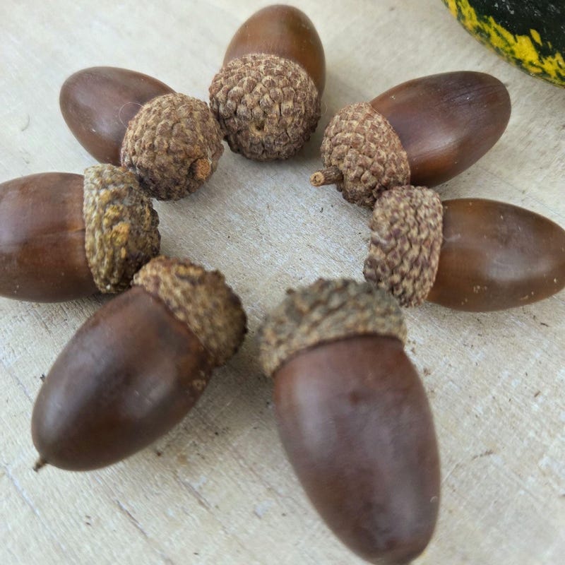 Oak Acorn Shells - Etsy