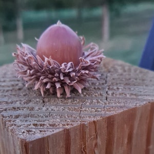 10 Sawtooth Oak Acorns With Caps: Natural Fall Decor. Craft Supply. Oak ...