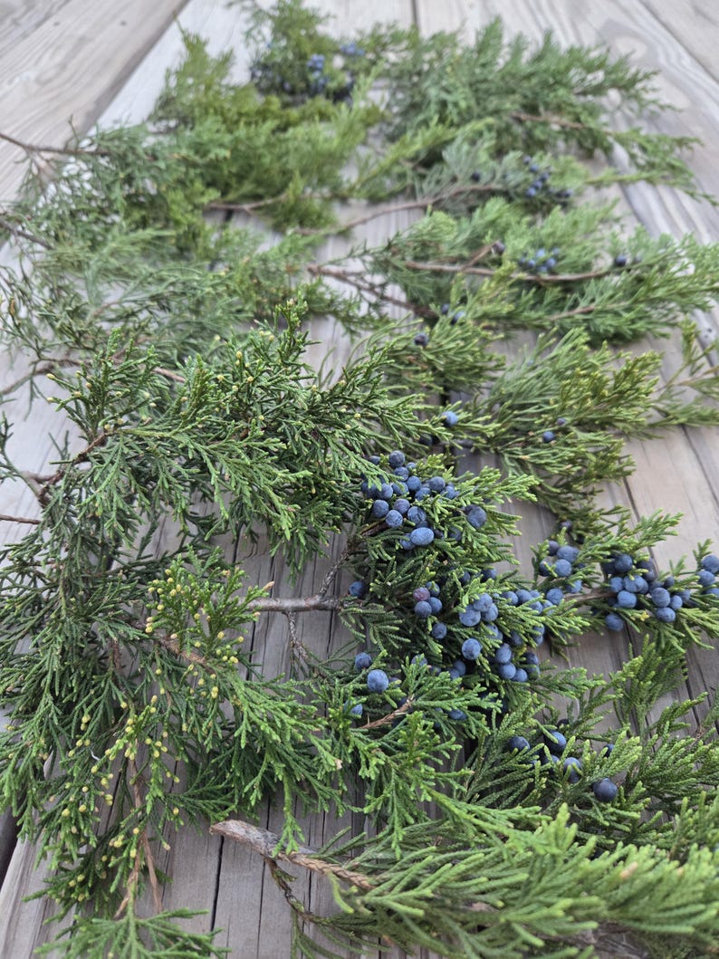Eastern Red Cedar Boughs! Juniper Virginiana. 1 Lb Box of Fresh ...