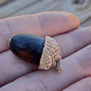10× Chinkapin Oak Acorns With Caps (quercus Muehlenbergii, Chinquapin ...