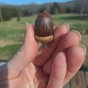 Northern Red Oak Acorns! 10x Natural Acorns With Caps! (quercus Rubra ...