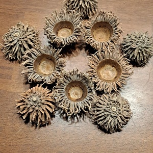 Real Sawtooth Oak Acorn Caps (quercus Acutissima) Natural Acorn Tops ...