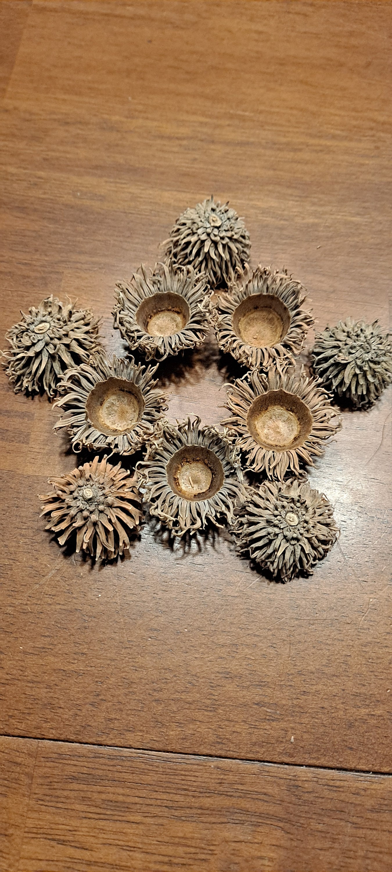 Real Sawtooth Oak Acorn Caps (quercus Acutissima) Natural Acorn Tops ...
