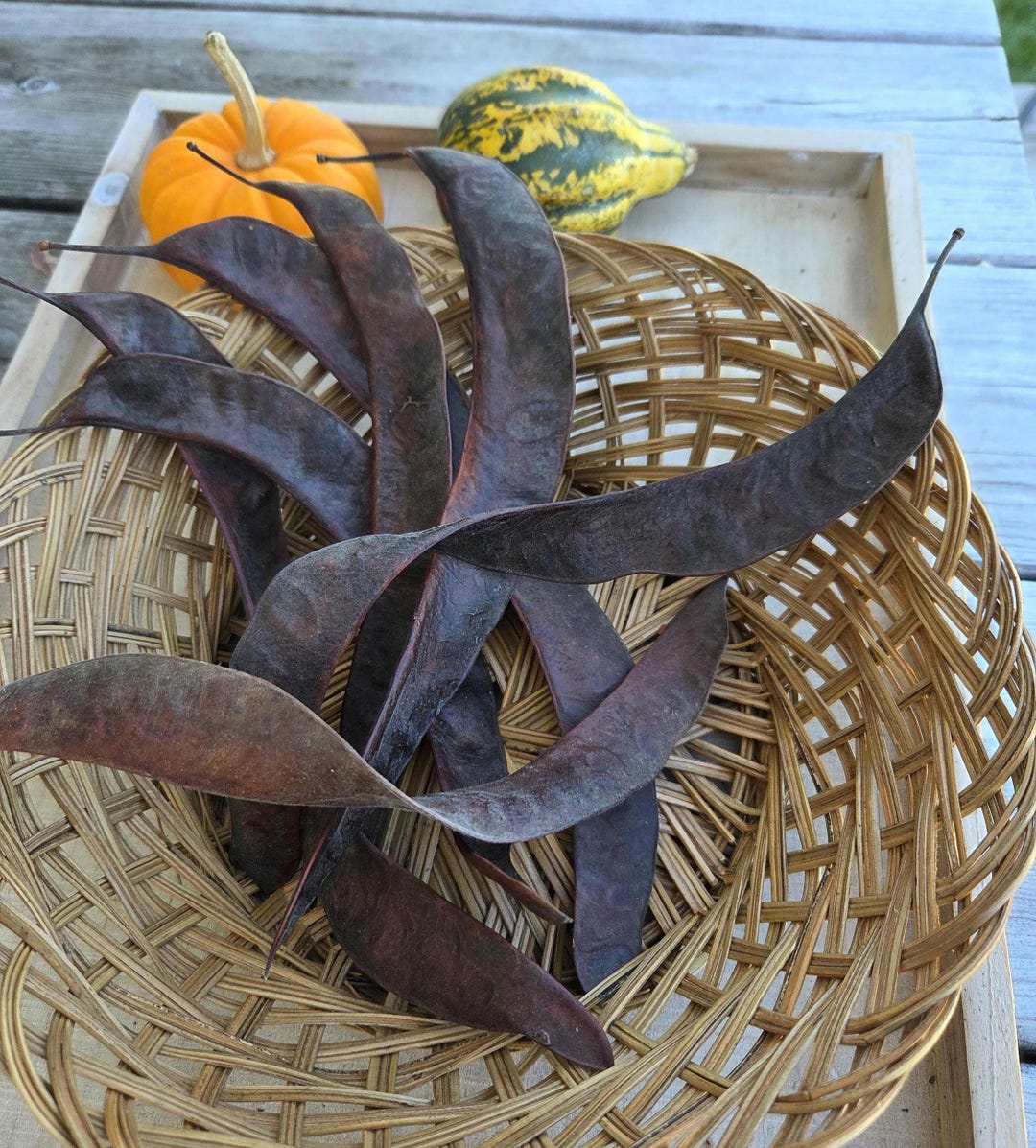 Honey Locust Seed Pods: 5 Natural Dried Dark Purple Bean Pods - Etsy