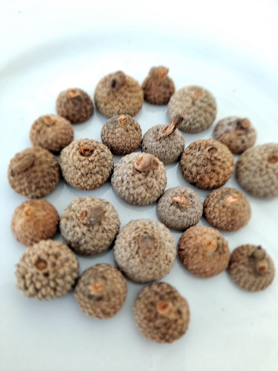 Tiny Acorn Caps! Very Small, Real Post Oak Acorn Tops - Over 20 Pieces ...