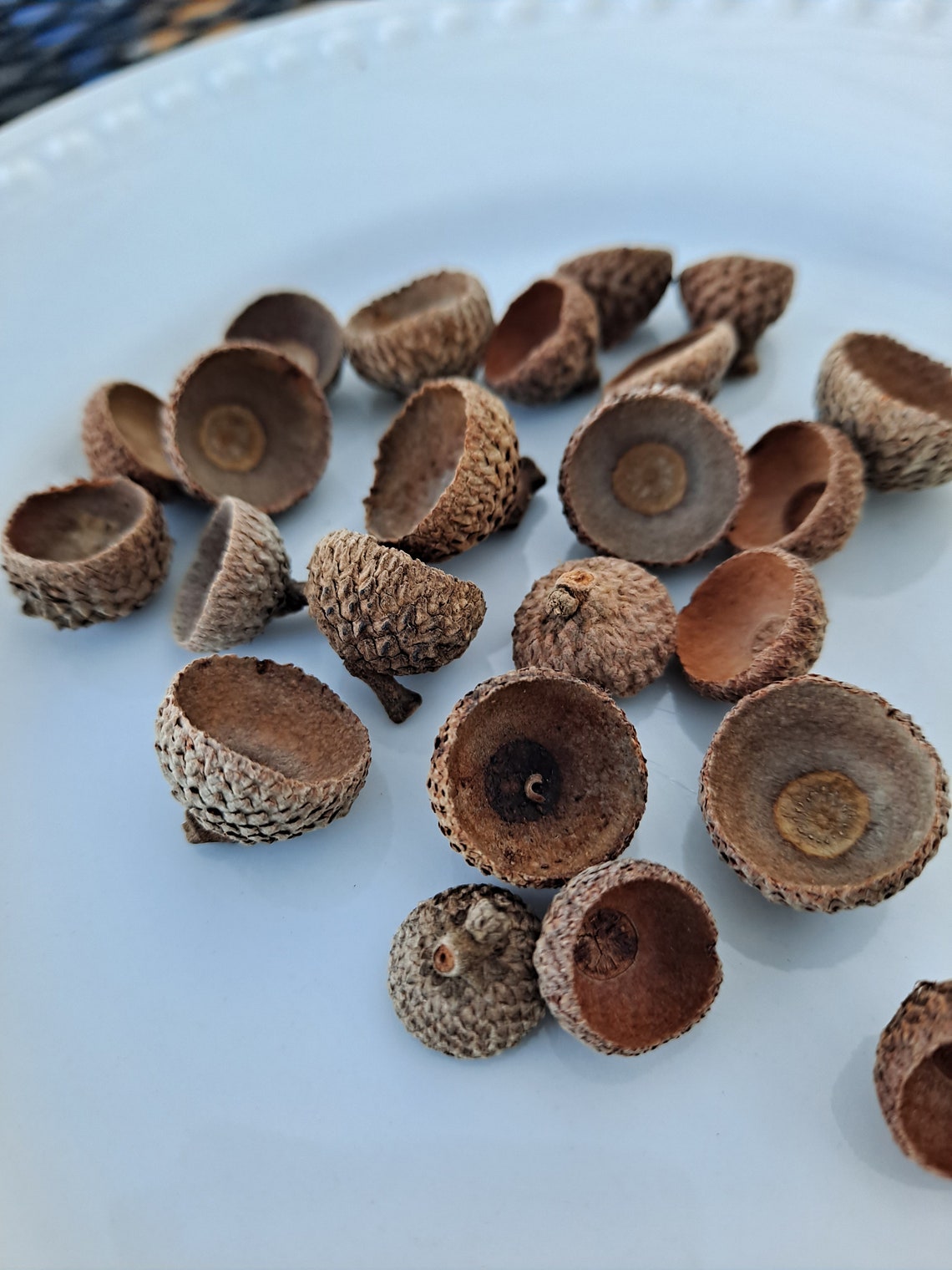 Tiny Acorn Caps! Very Small, Real Post Oak Acorn Tops - Over 20 Pieces ...