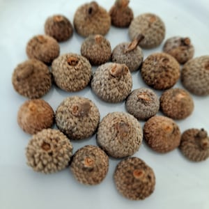 Tiny Acorn Caps! Very Small, Real Post Oak Acorn Tops! Over 20 Pieces ...