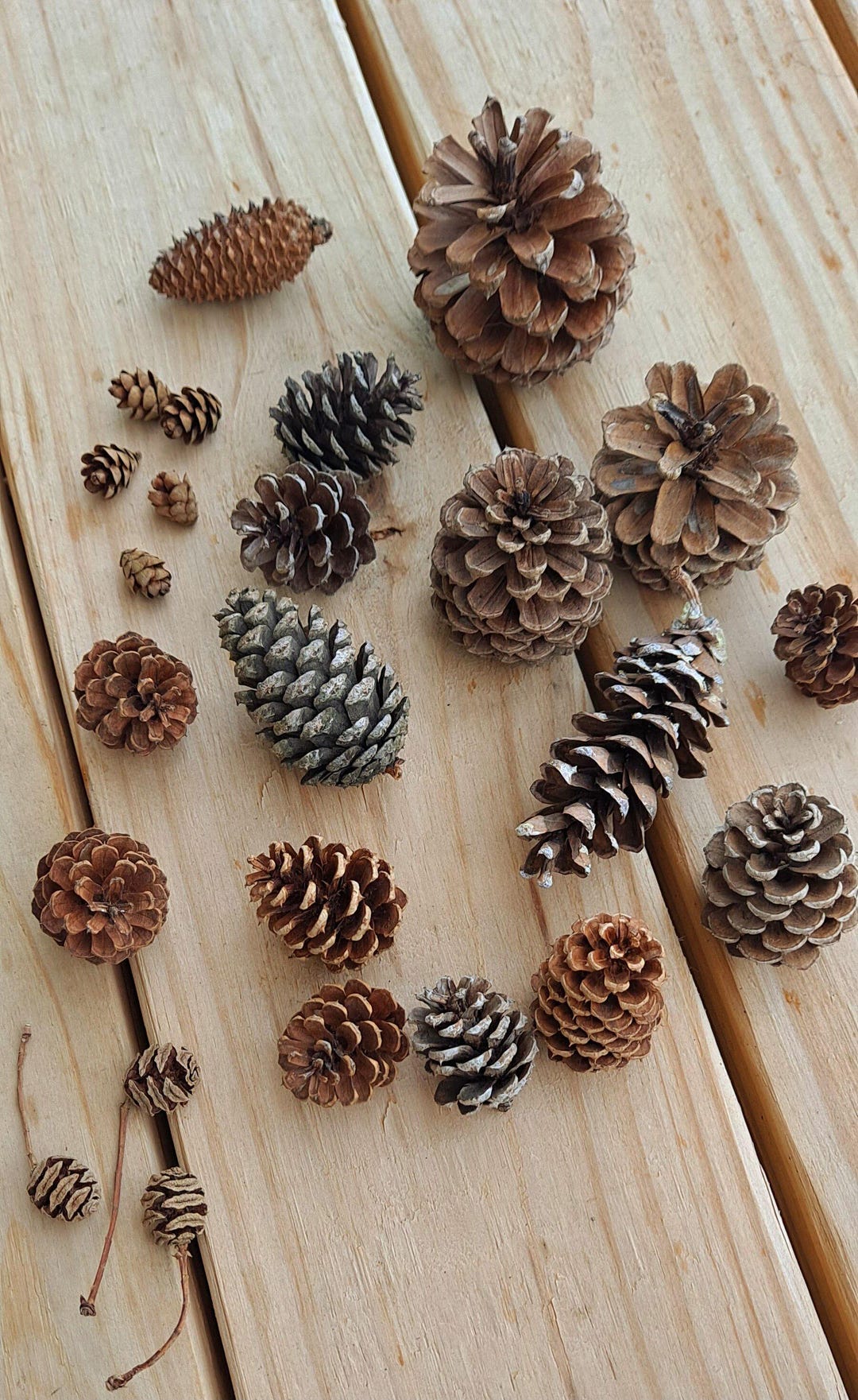 Mini Pinecone Mix! 20+ Assorted Variety Cones. Small Natural Pine Cones ...