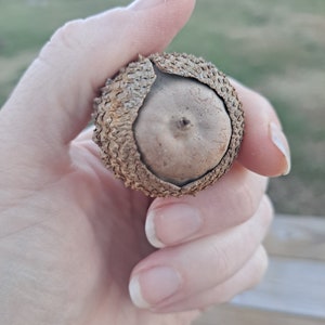 5x Overcup Oak Acorns (quercus Lyrata) - Etsy