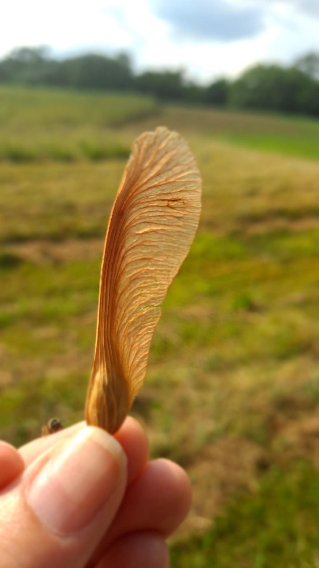 Maple Tree Helicopters! Samaras! 10x Dried Natural Winged Seeds! - Etsy