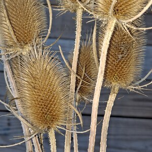 10x Dried Teasel Stems, Natural Thistle, (aka: Teazle, Teazel) - Etsy