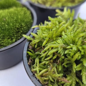 DIY Moss Terrarium Kit! All Inclusive: Glass Jar, Live Moss ...
