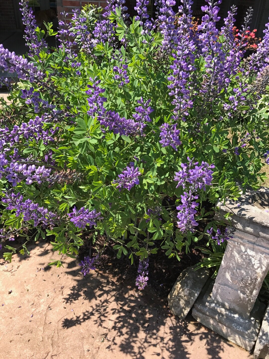 Baptisia Australis Seeds (blue False Indigo) Perennial Flower Seeds in ...