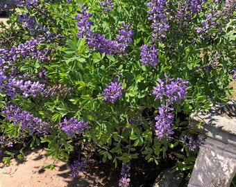 Baptisia Australis Blue Wild Indigo (20 Flower Seeds) - Etsy