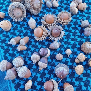 Acorn Mix! 20 Natural Acorns (with Caps) From Several Species of Oak ...