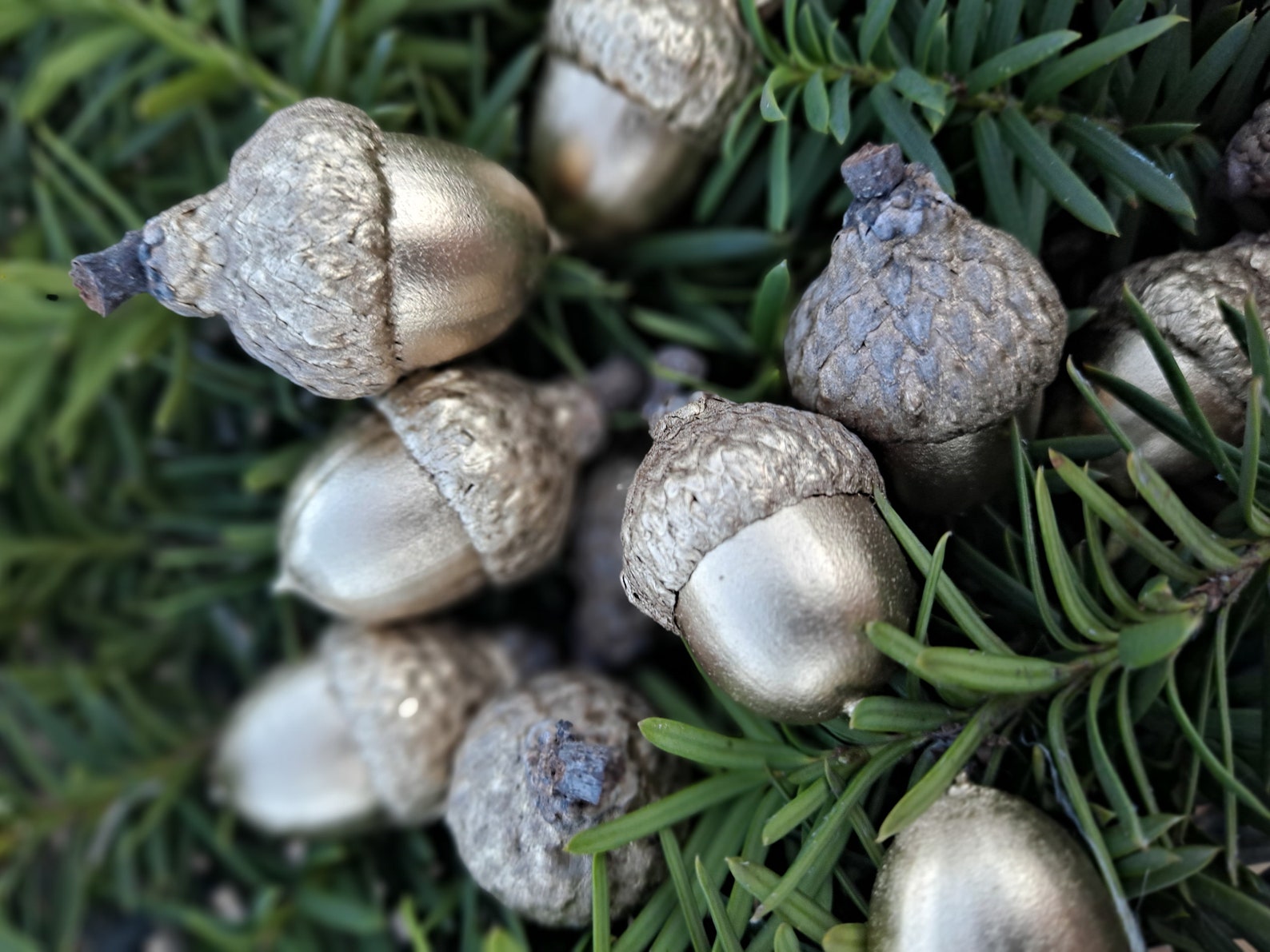 Golden Acorns! 10x Real Acorns (and Caps) Dressed up With Metallic Gold ...