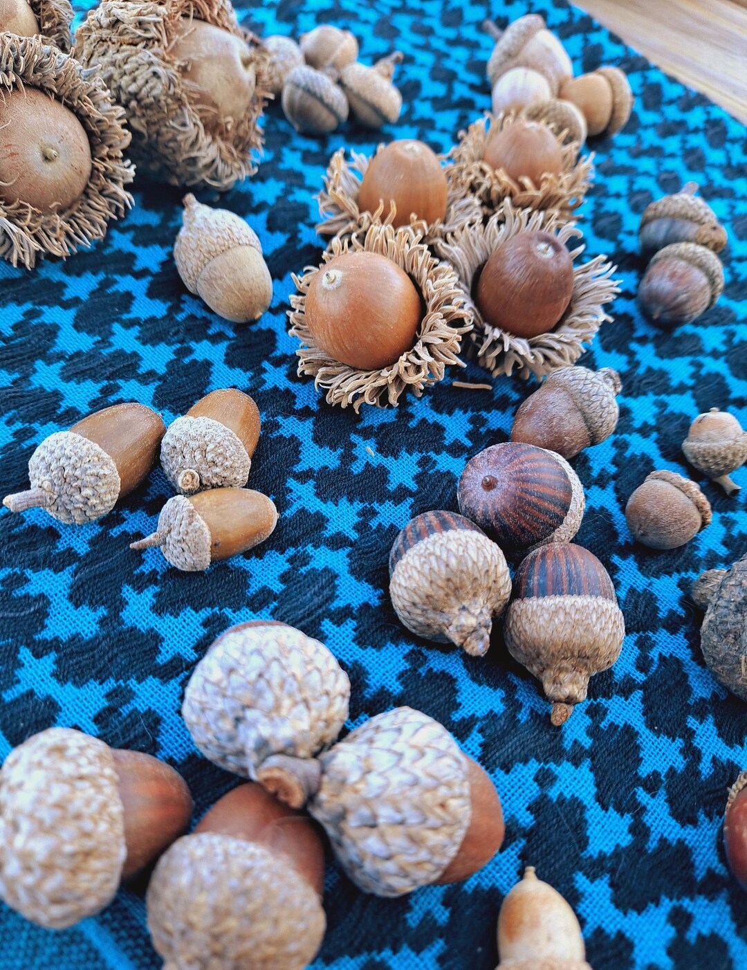 Acorn Mix: 20+ Assorted Oak Acorns for Woodland Decor, Crafting ...