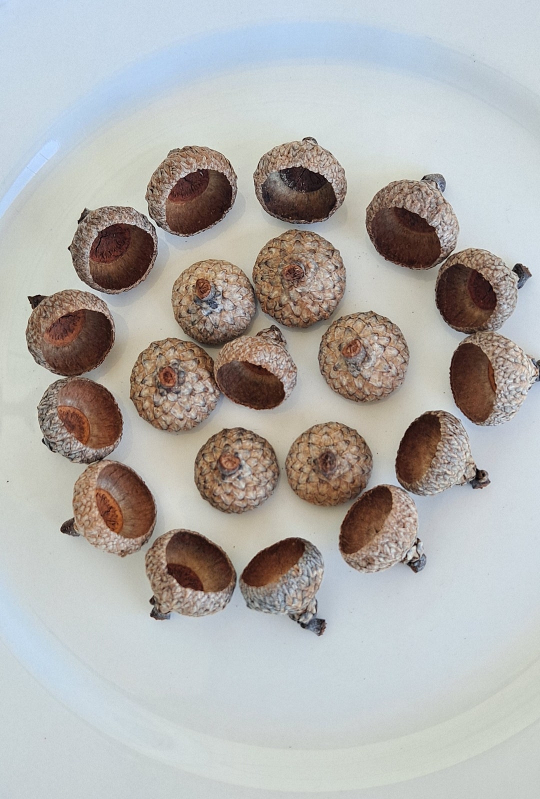 Acorn Caps (aka: Tops, Lids, Bells, Hats) 20+ Caps of Nuttall Oak ...