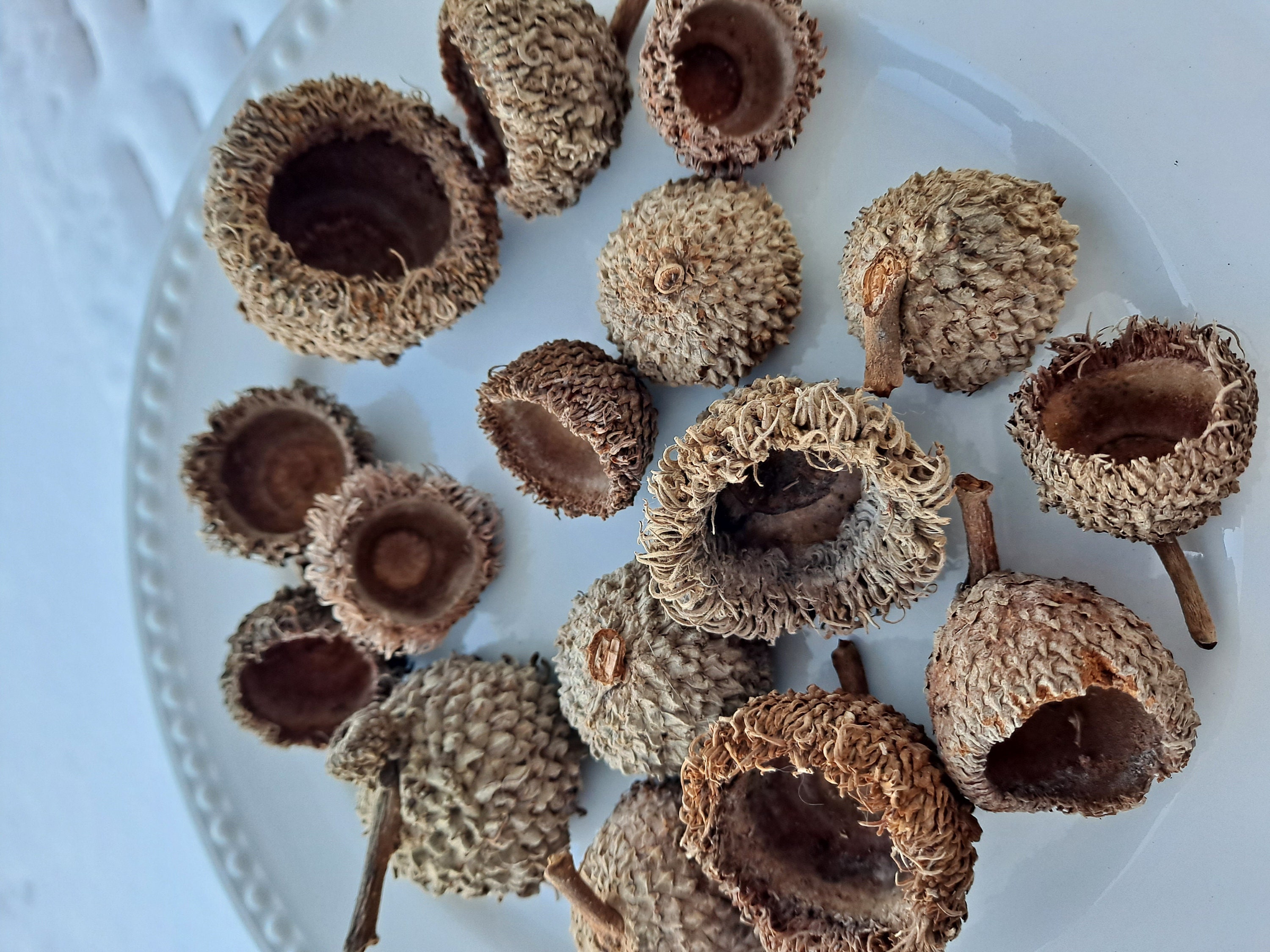 Large Bur Oak Acorn Caps - 10 Pieces - Etsy