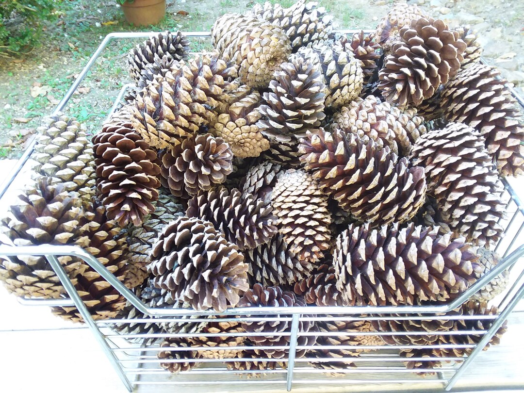 Loblolly Pine Cones (pinus Taeda) - 10 Natural Pinecones - Etsy