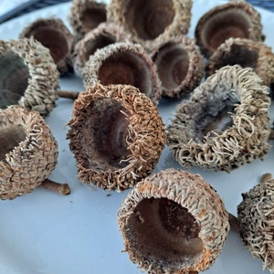 Large Bur Oak Acorn Caps - 10 Pieces - Etsy