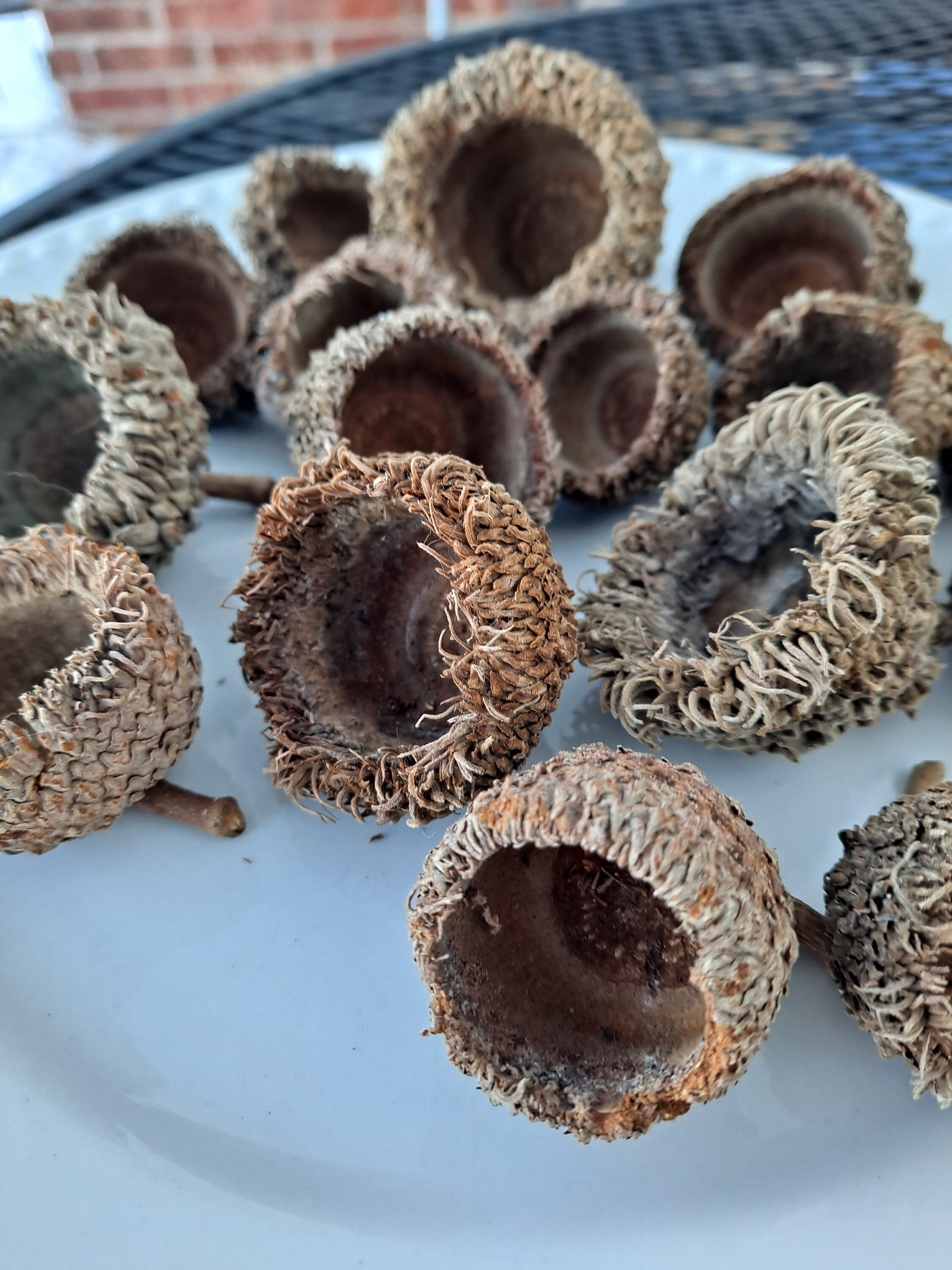 Large Bur Oak Acorn Caps - 10 Pieces - Etsy
