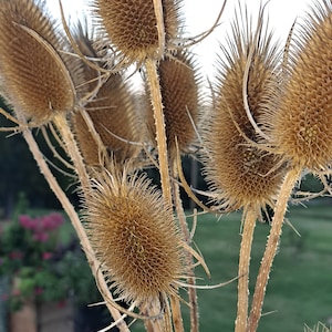 10x Dried Teasel Stems, Natural Thistle, (aka: Teazle, Teazel) - Etsy