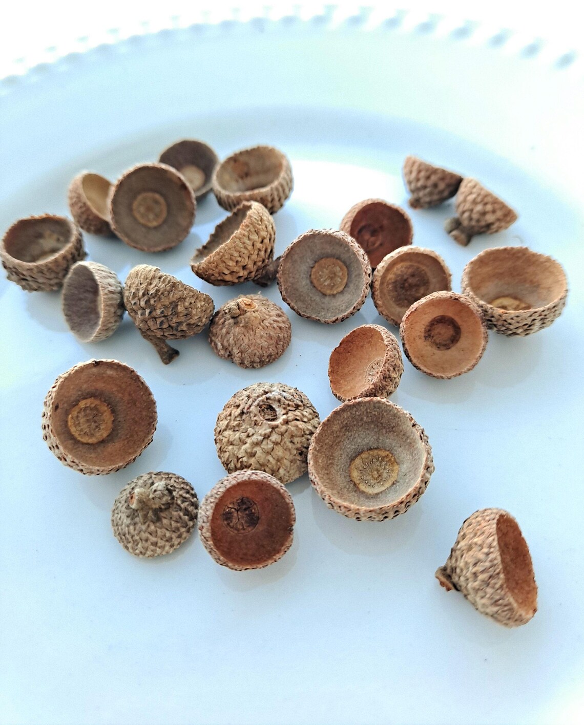 Tiny Acorn Caps! Very Small, Real Post Oak Acorn Tops - Over 20 Pieces ...