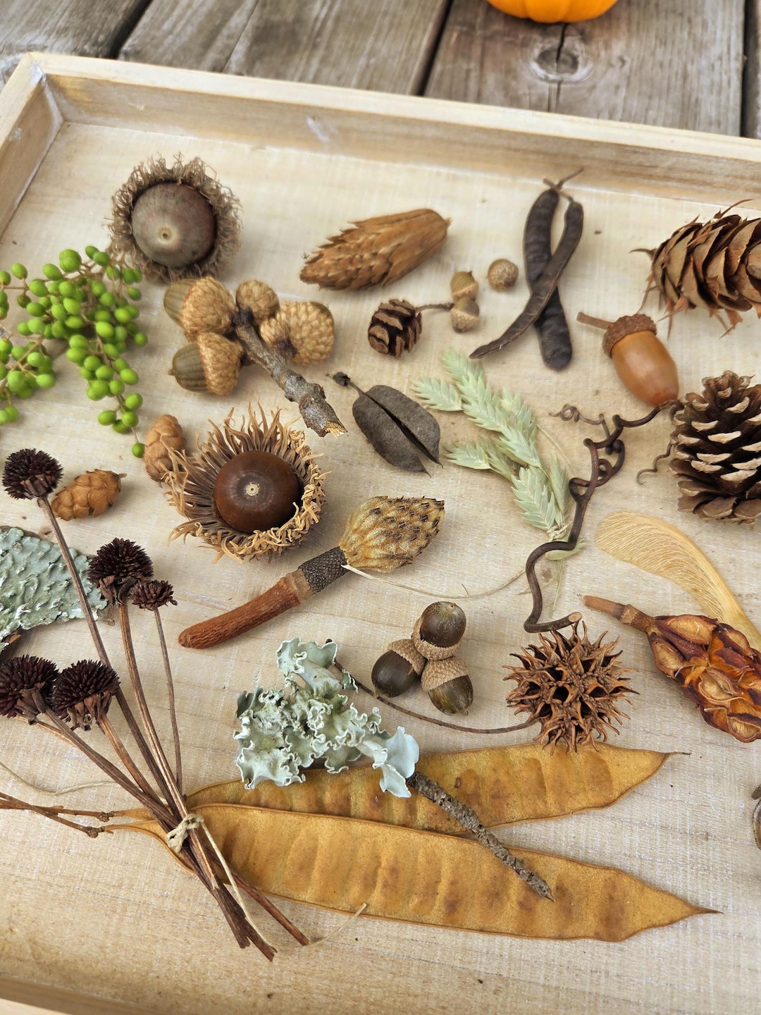 Forest Finds: 50 Piece Mix of Natural Elements and Treasures From the ...