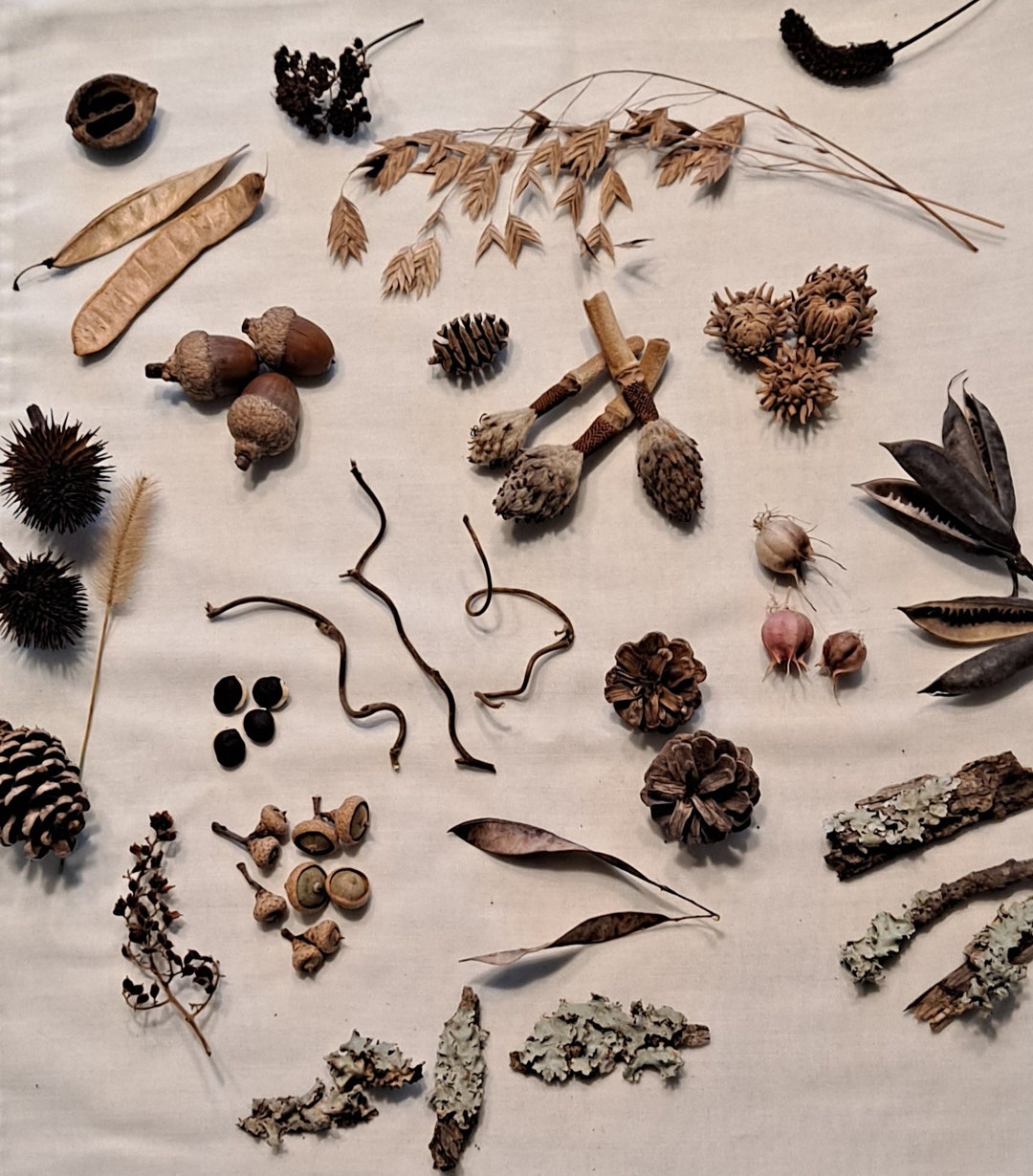 Forest Finds: 50+ Piece Mix of Natural Botanicals and Treasures From ...