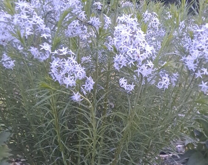 Amsonia 'string Theory' Blue Star Live Native Perennial Plant - Etsy
