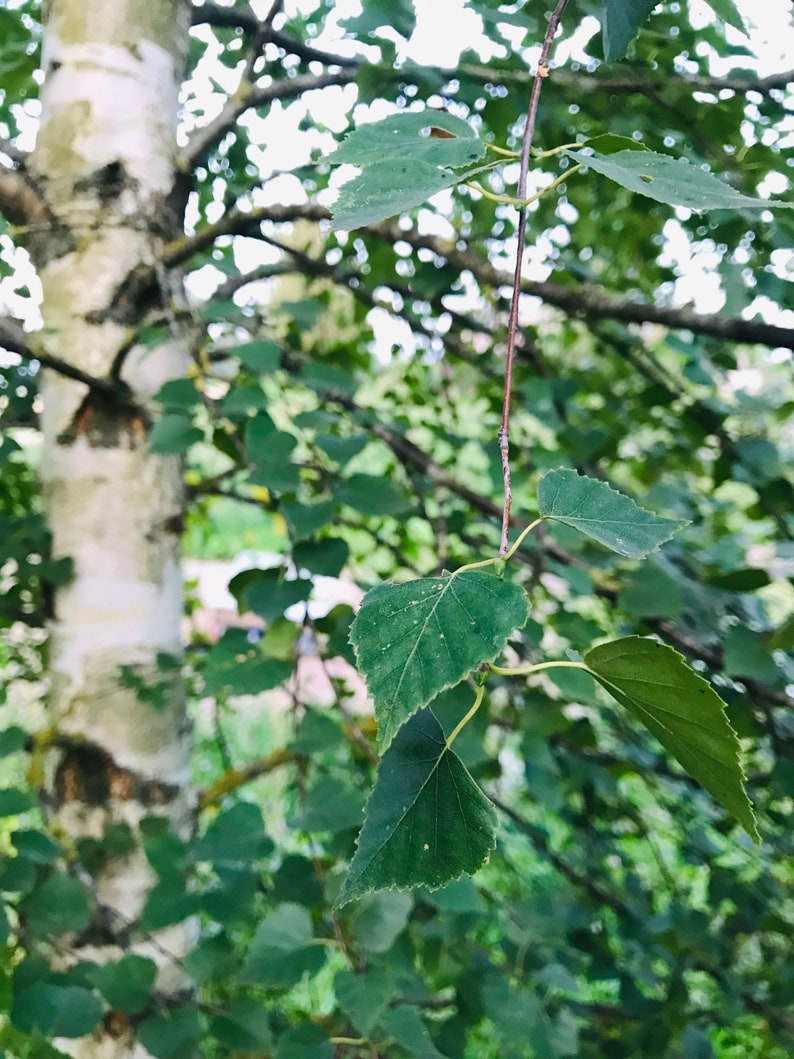 Foraged BIRCH LEAF Extract // Wild Harvest - Etsy