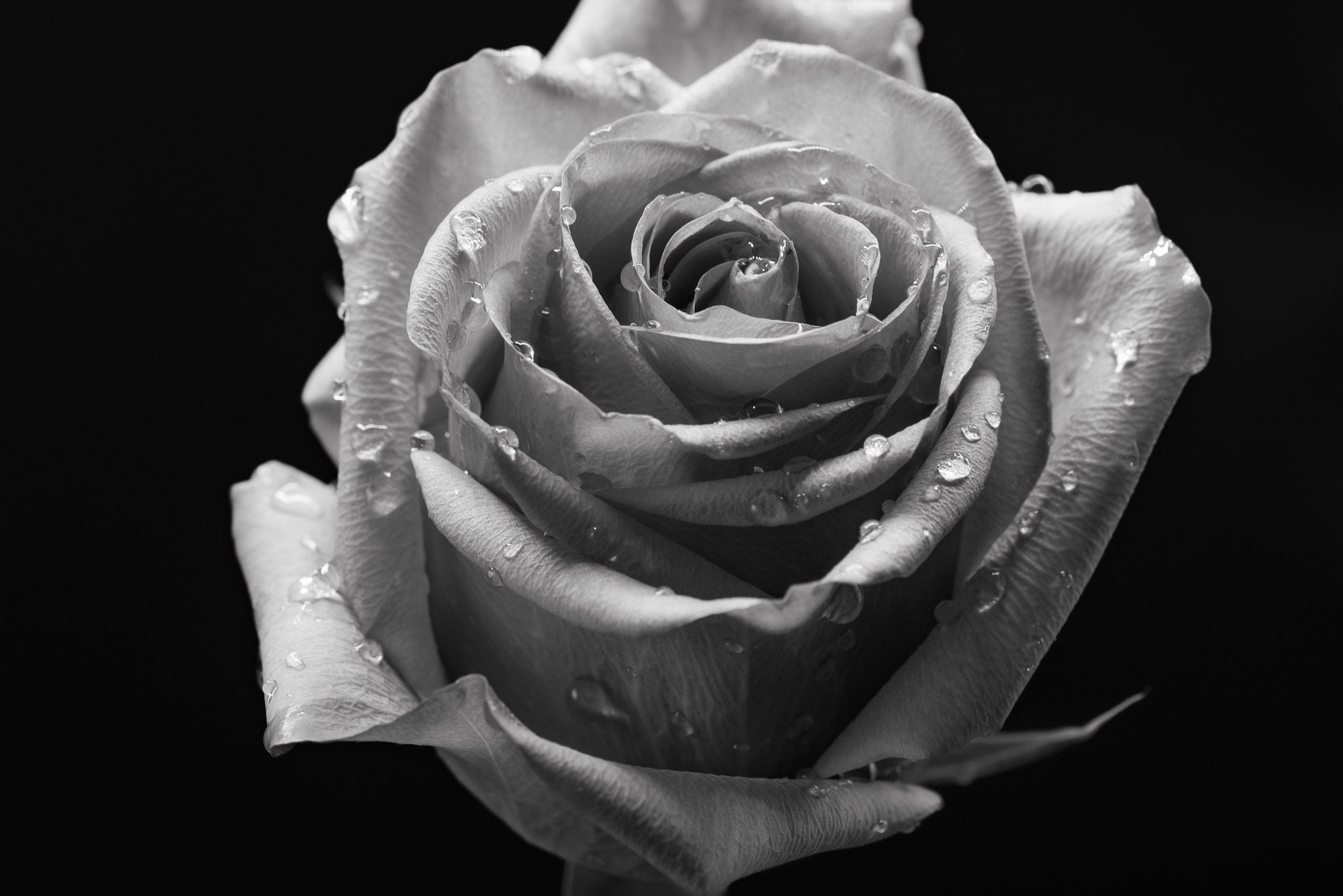 Beautiful Rose With Black Background, Fine Art, Wall Hangings, Home ...