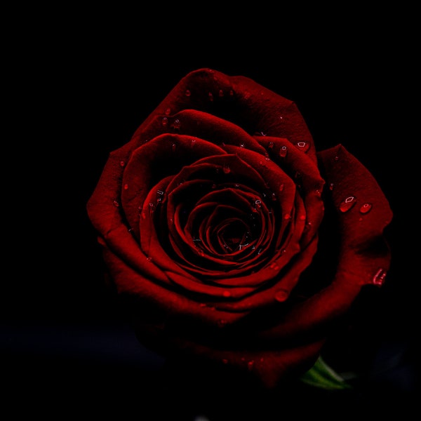 Red Rose Decor - Etsy