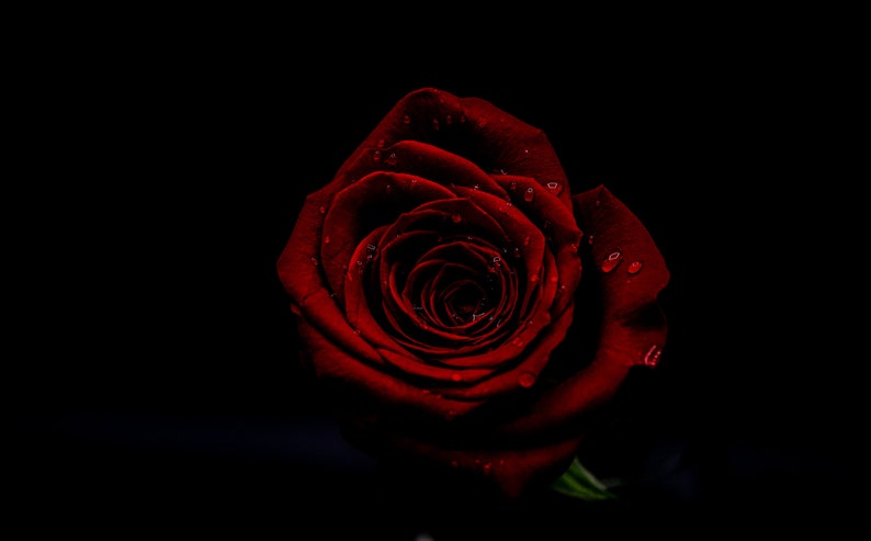 Dark Red Rose, Fine Art, Wall Decor, Print, Photography Print ...