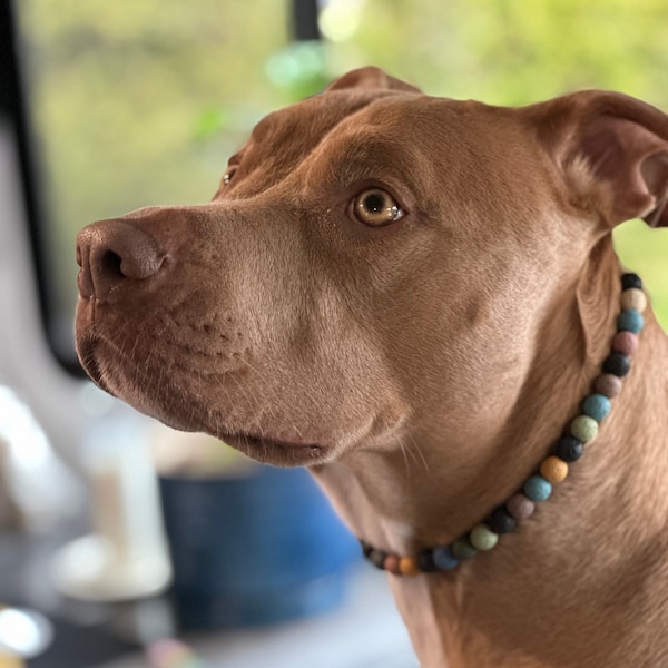 Crystal Dog Collar - Etsy